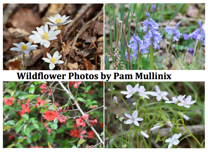 APRIL 2024 – Smoky Mountain Wildflowers | Lin Stepp